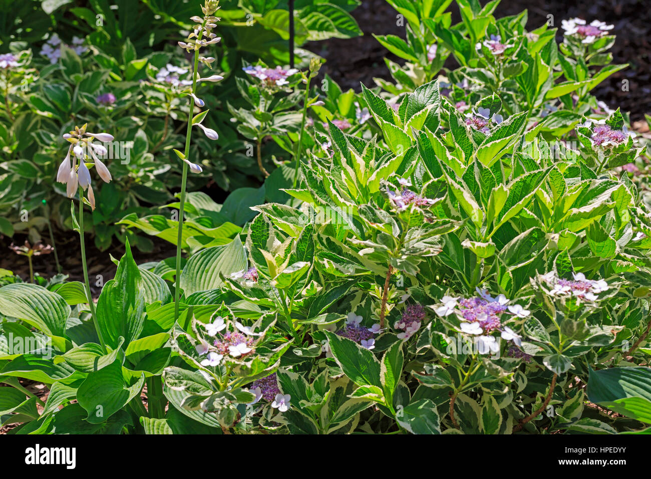 Hydrangea Macrophylla Variegata