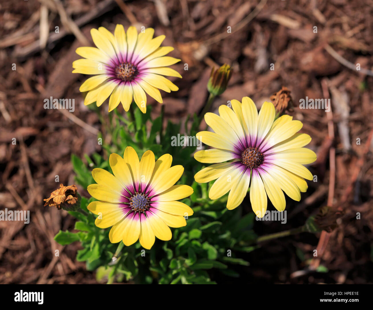 Balostlueye p p a f hi-res stock photography and images - Alamy