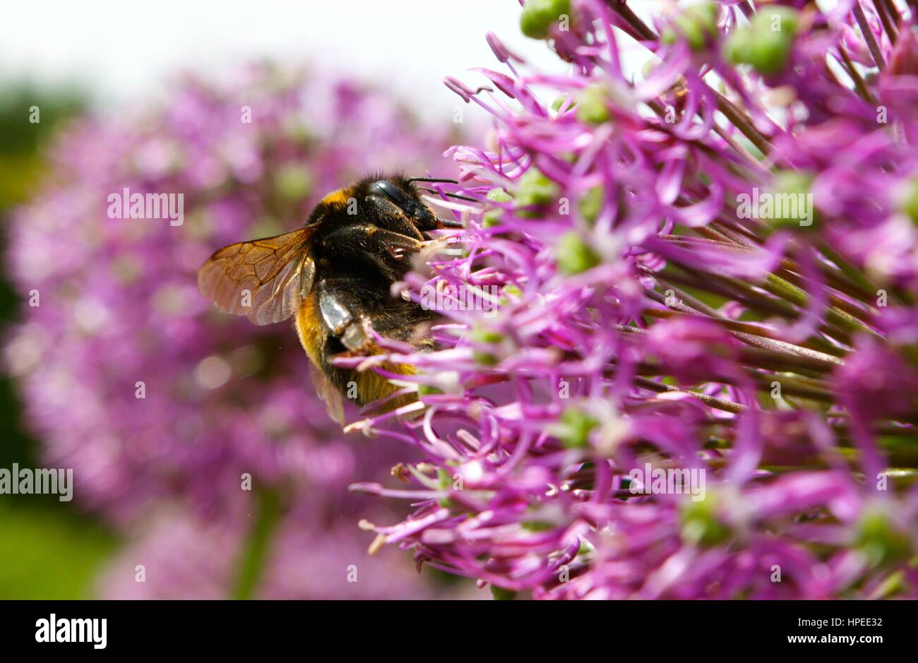 Bumblebee on flower Stock Photo - Alamy