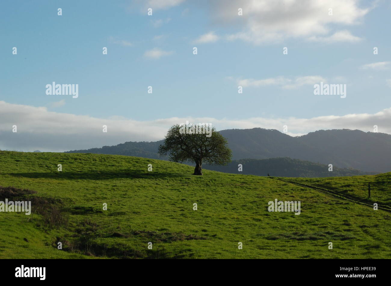 A California Buckeye tree standing all by its lonesome in a green field ...