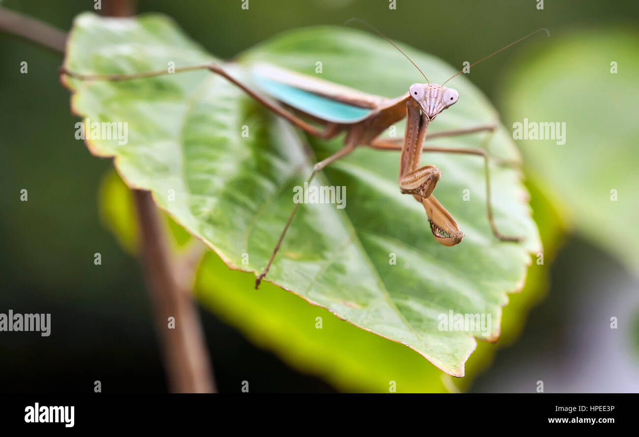 Posing praying mantis hi-res stock photography and images - Alamy