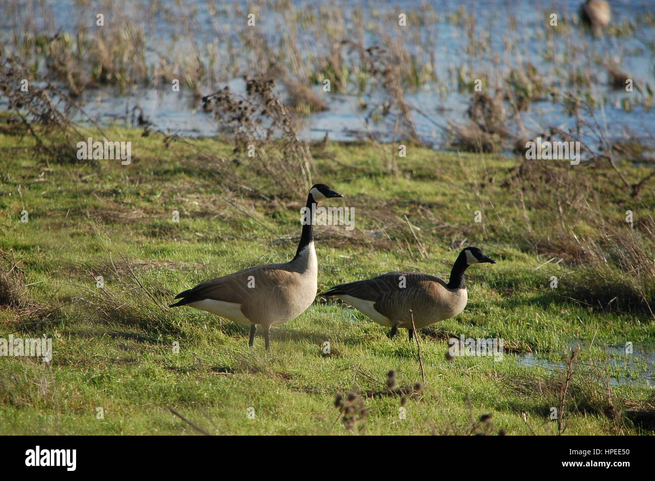 Pairs geese hi-res stock photography and images - Alamy