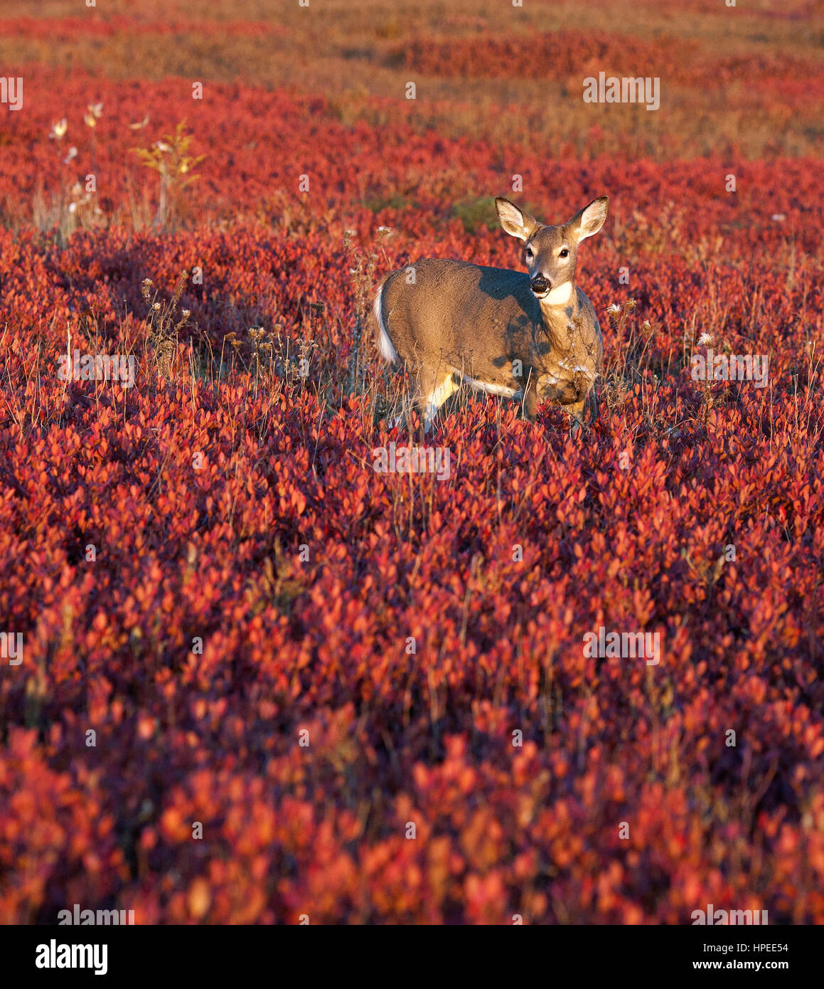 A single whitetail deer in a sea of red blueberry bushes. Shenandoah ...