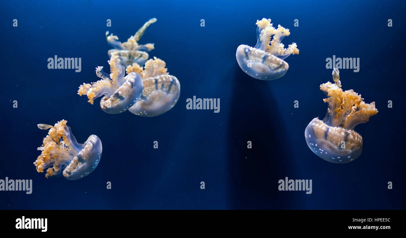 Blue jellyfish in shallow hi-res stock photography and images - Alamy
