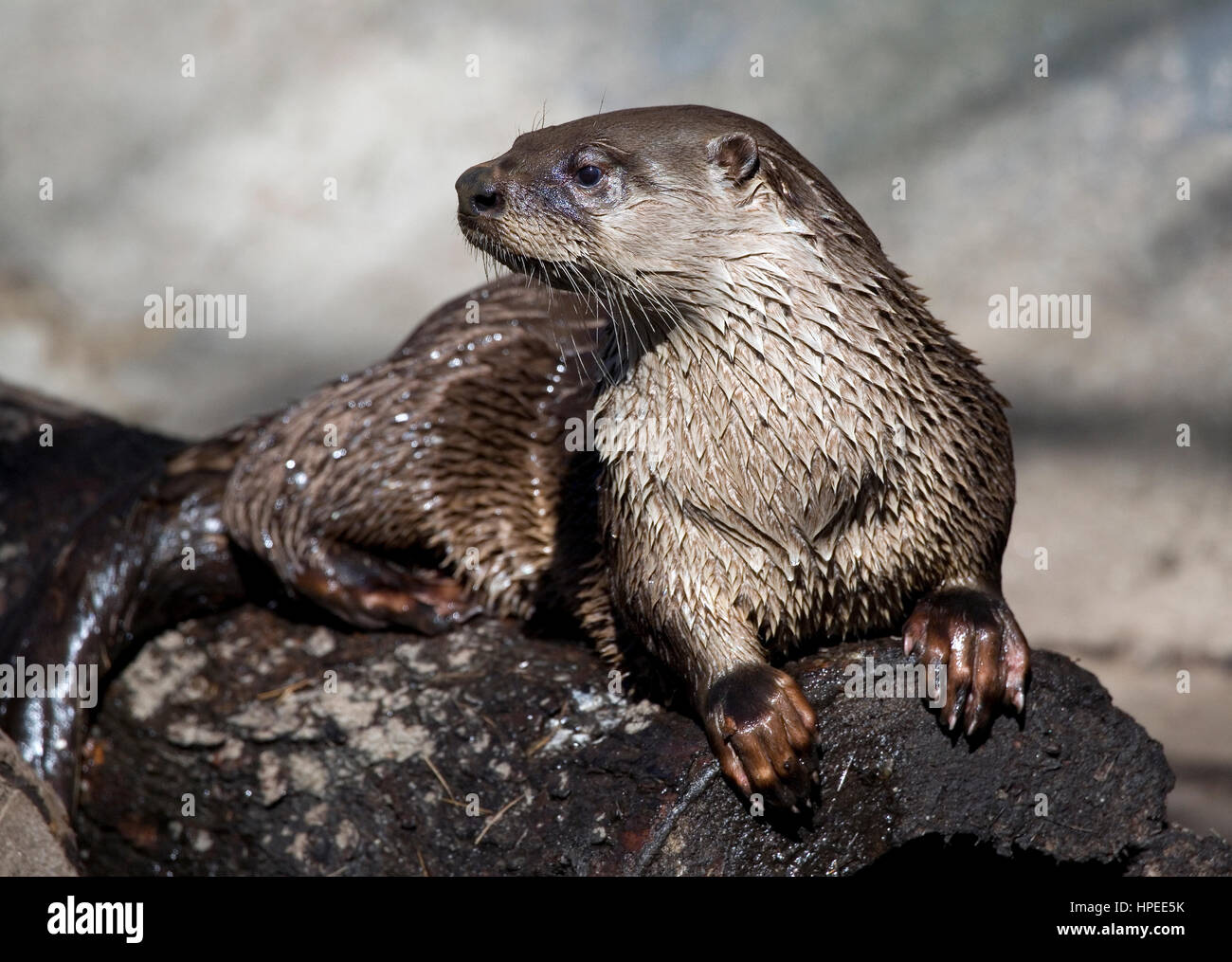 River otter on log hi-res stock photography and images - Alamy