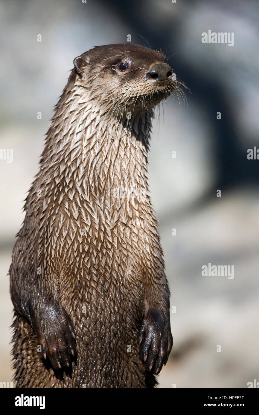 Northern River Otter Posing