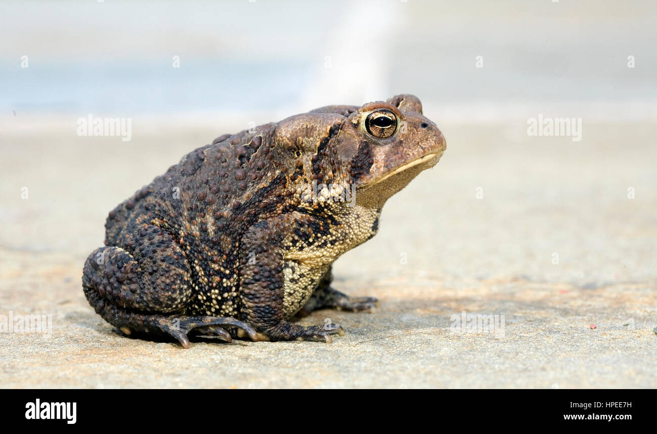 Profile of a toad sitting for the camera Stock Photo - Alamy