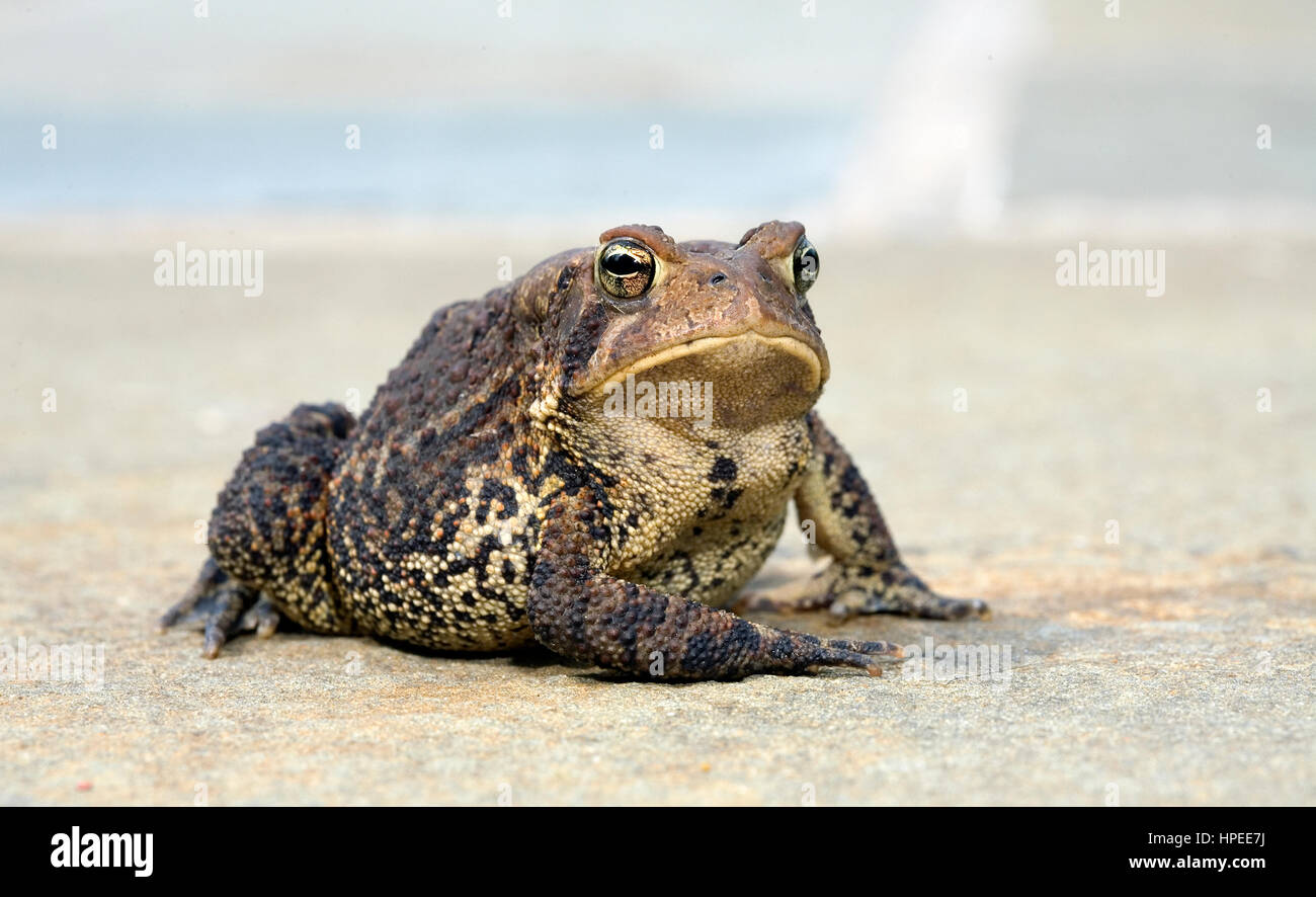 A large toad posing for the camera Stock Photo - Alamy