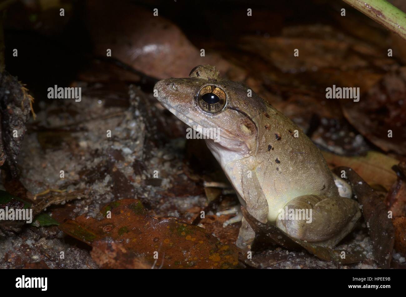 A Giant River Frog (Limnonectes blythii) in the rainforest at night in ...