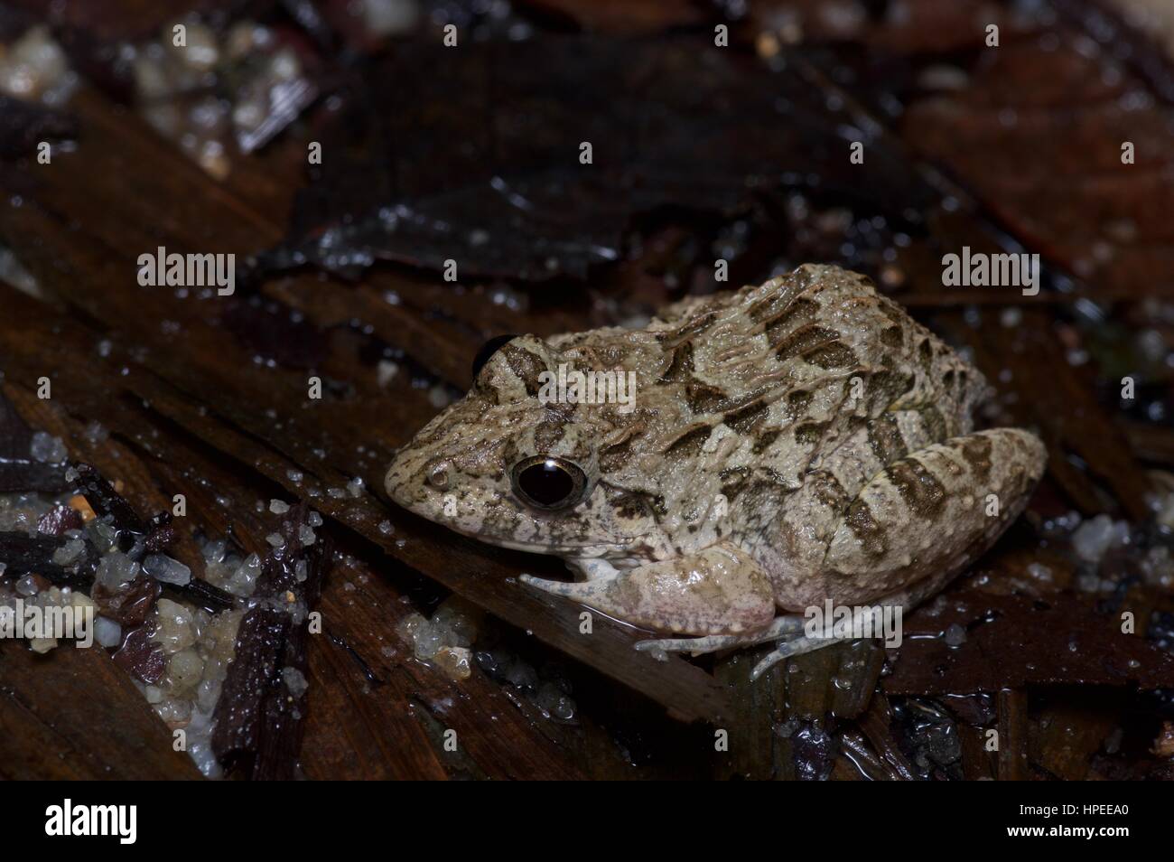 An Asian Grass Frog (Fejervarya limnocharis) in the rainforest at night ...