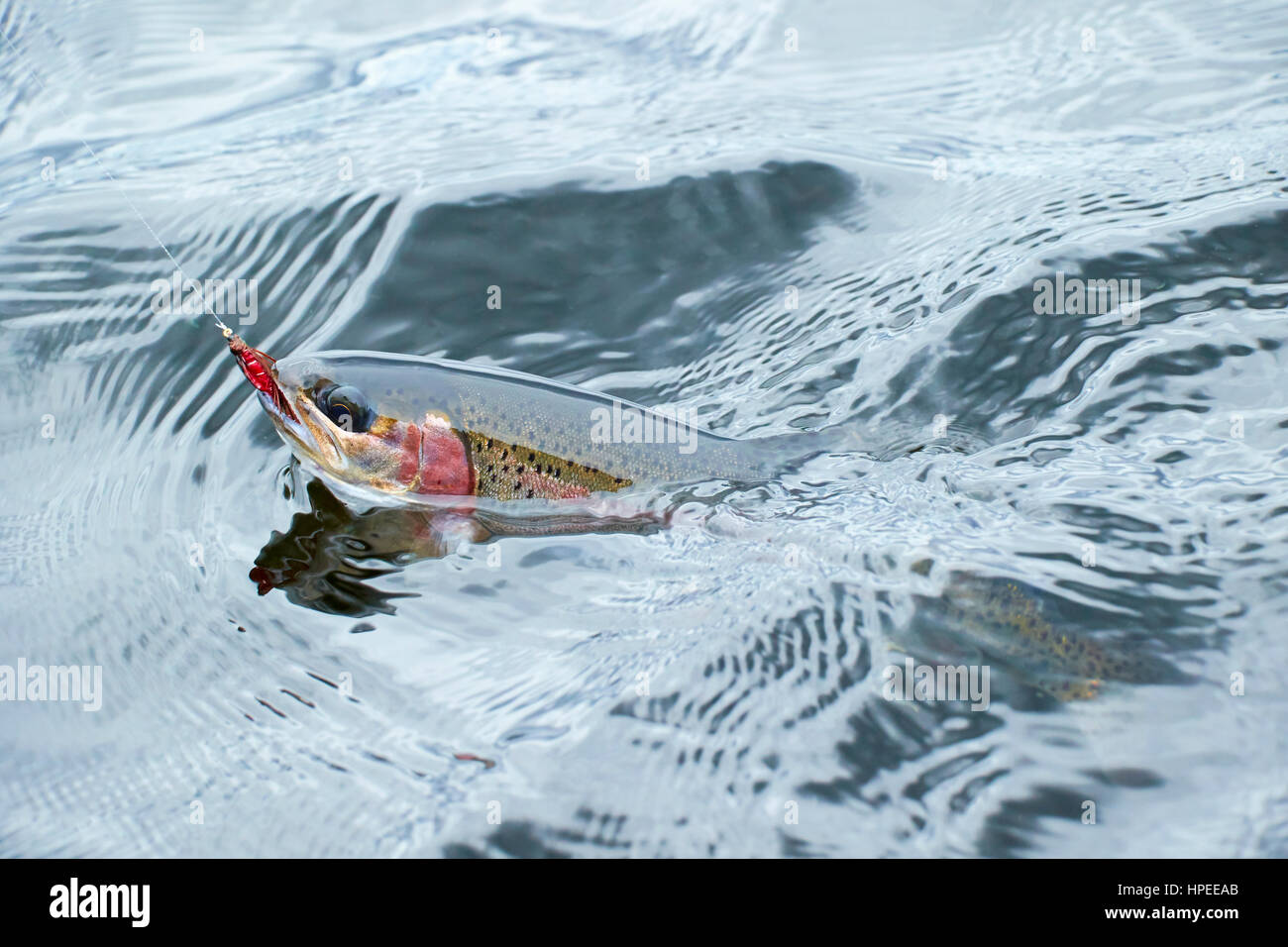Kamloops rainbow trout hi-res stock photography and images - Alamy