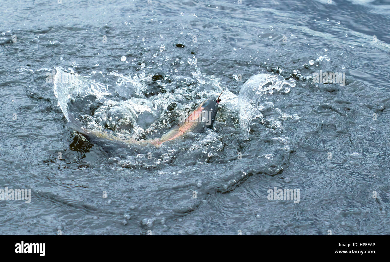 Kamloops Rainbow Trout Stock Photo - Alamy