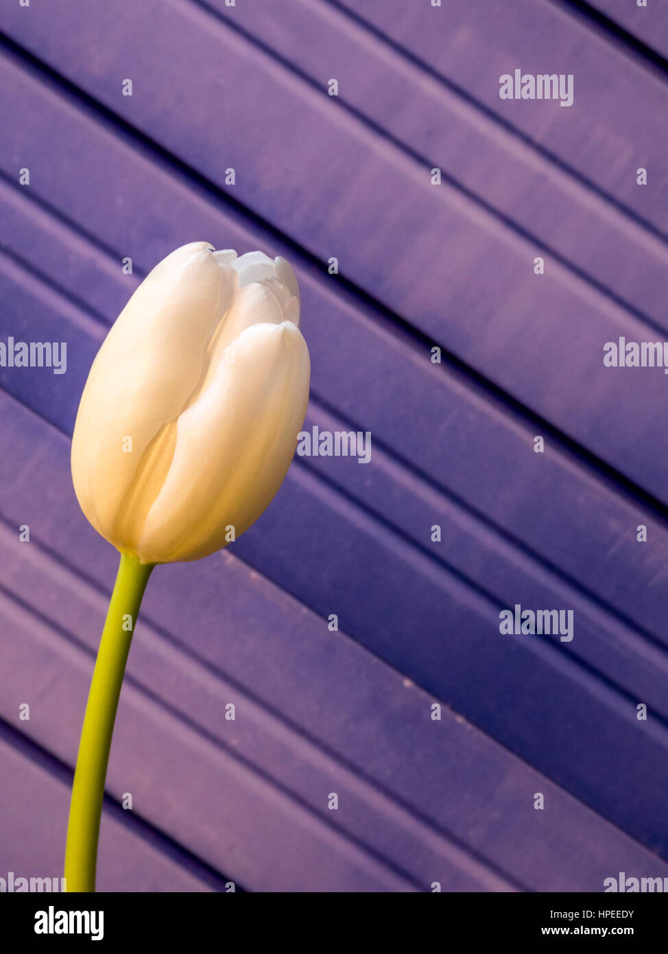 white tulip flower, portrait orientation Stock Photo - Alamy