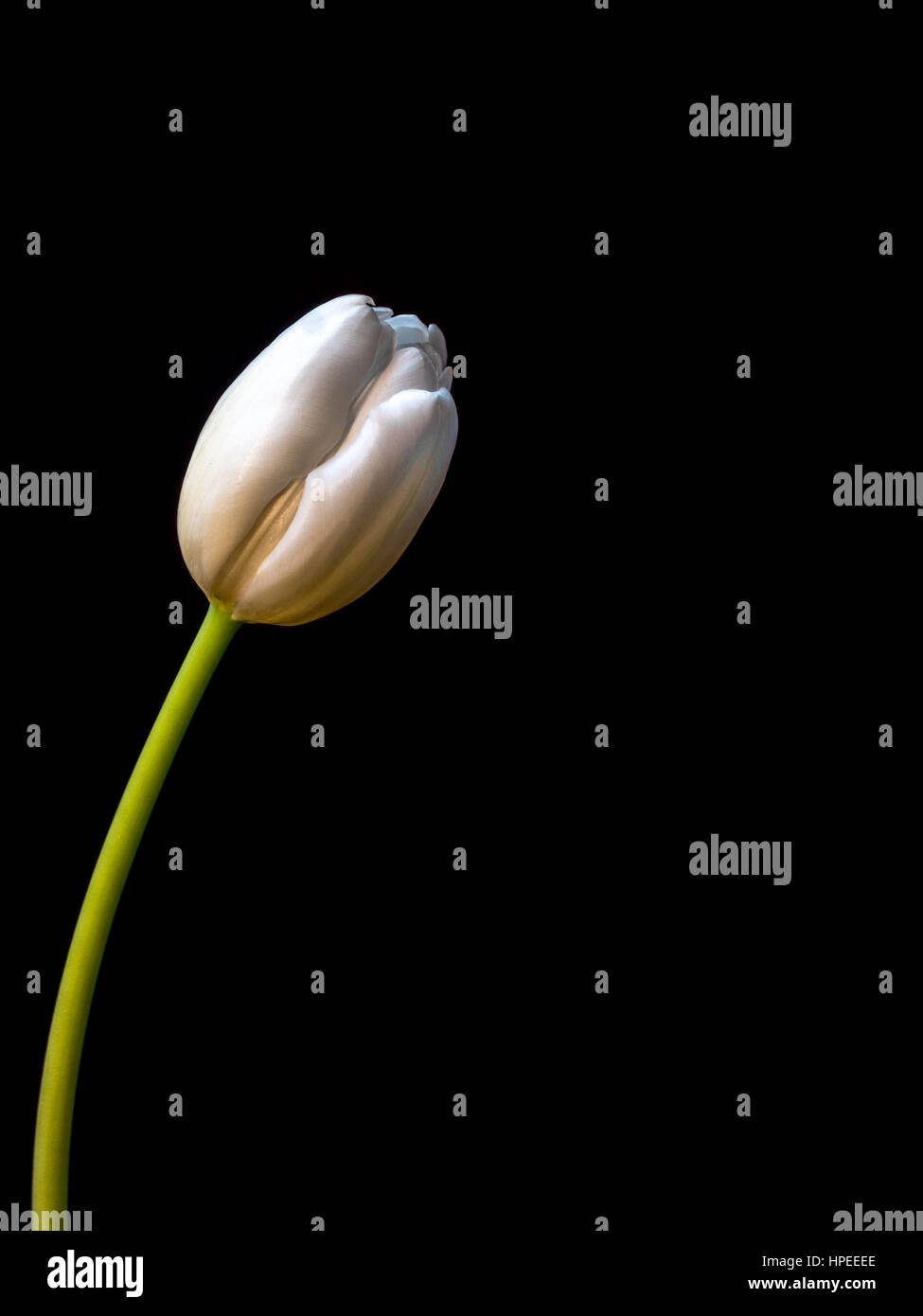 white tulip flower, portrait orientation Stock Photo - Alamy