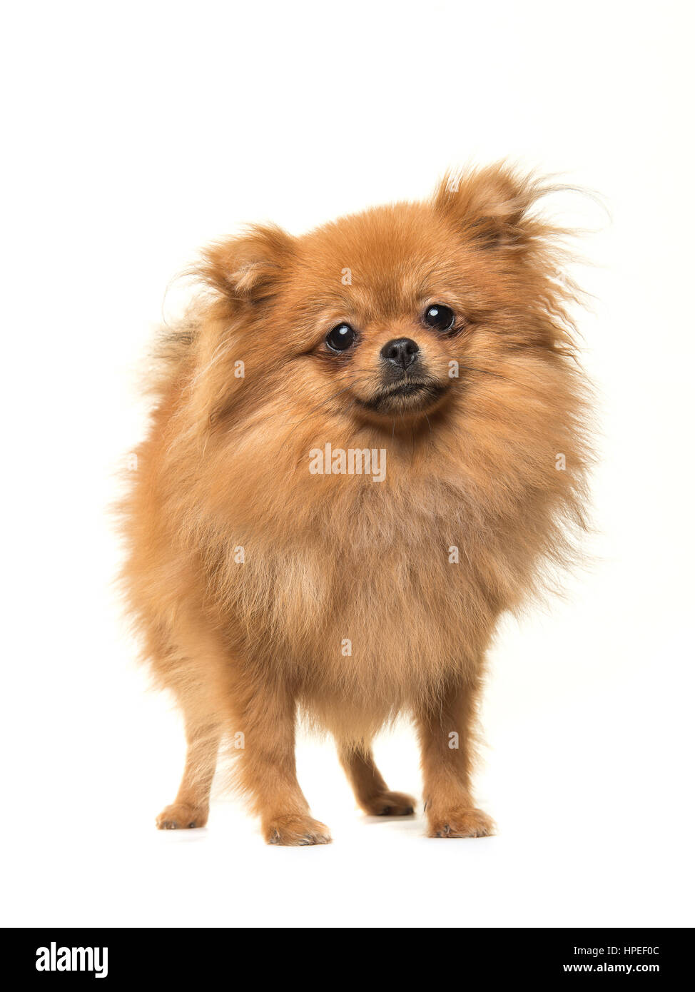 Pomeranian mini spitz dog standing facing the camera isolated on a ...