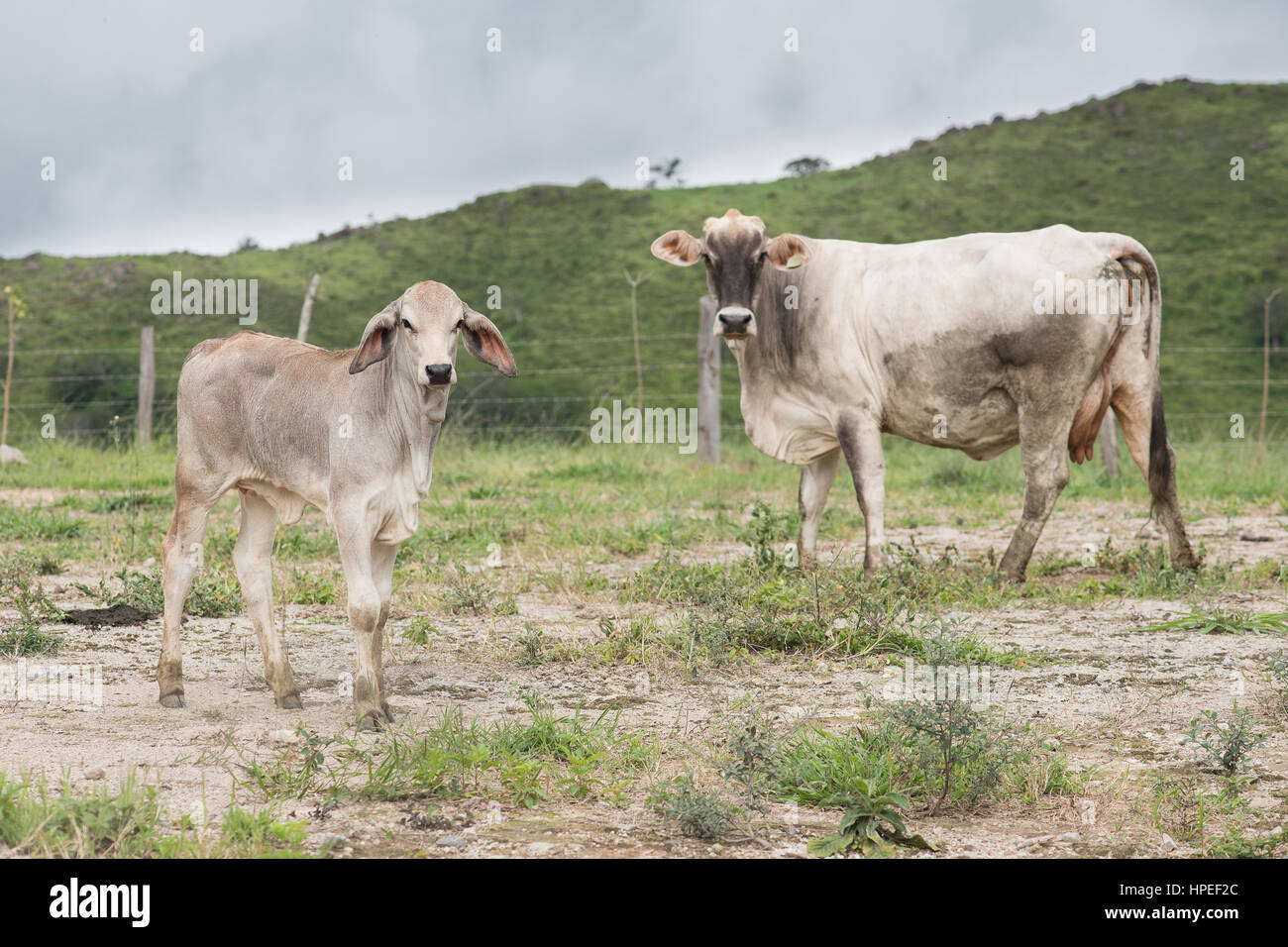 Female and young south american cows in the field facing the camera ...