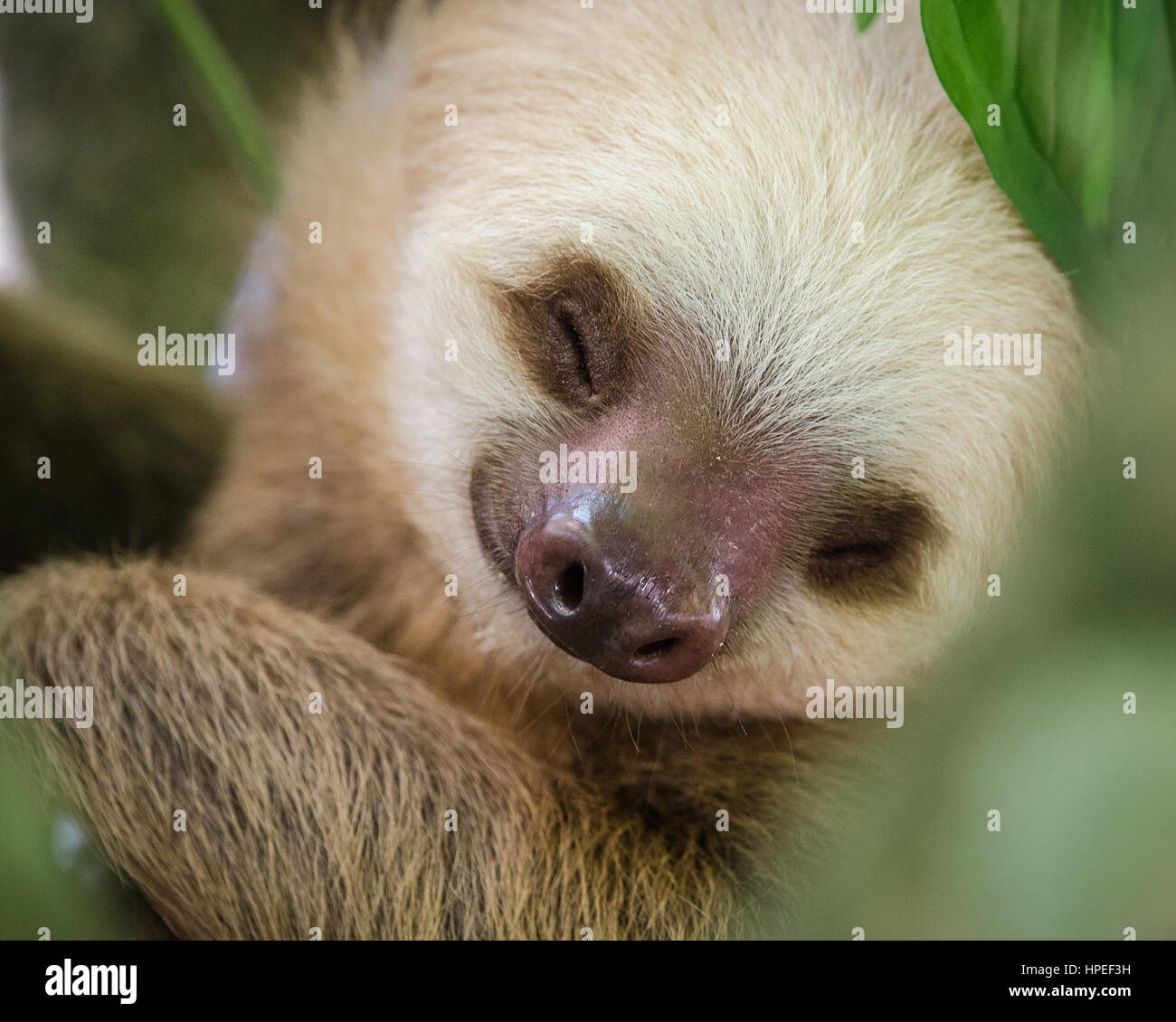 portrait of a sleeping sloth hanging in a tree with its eyes closed ...
