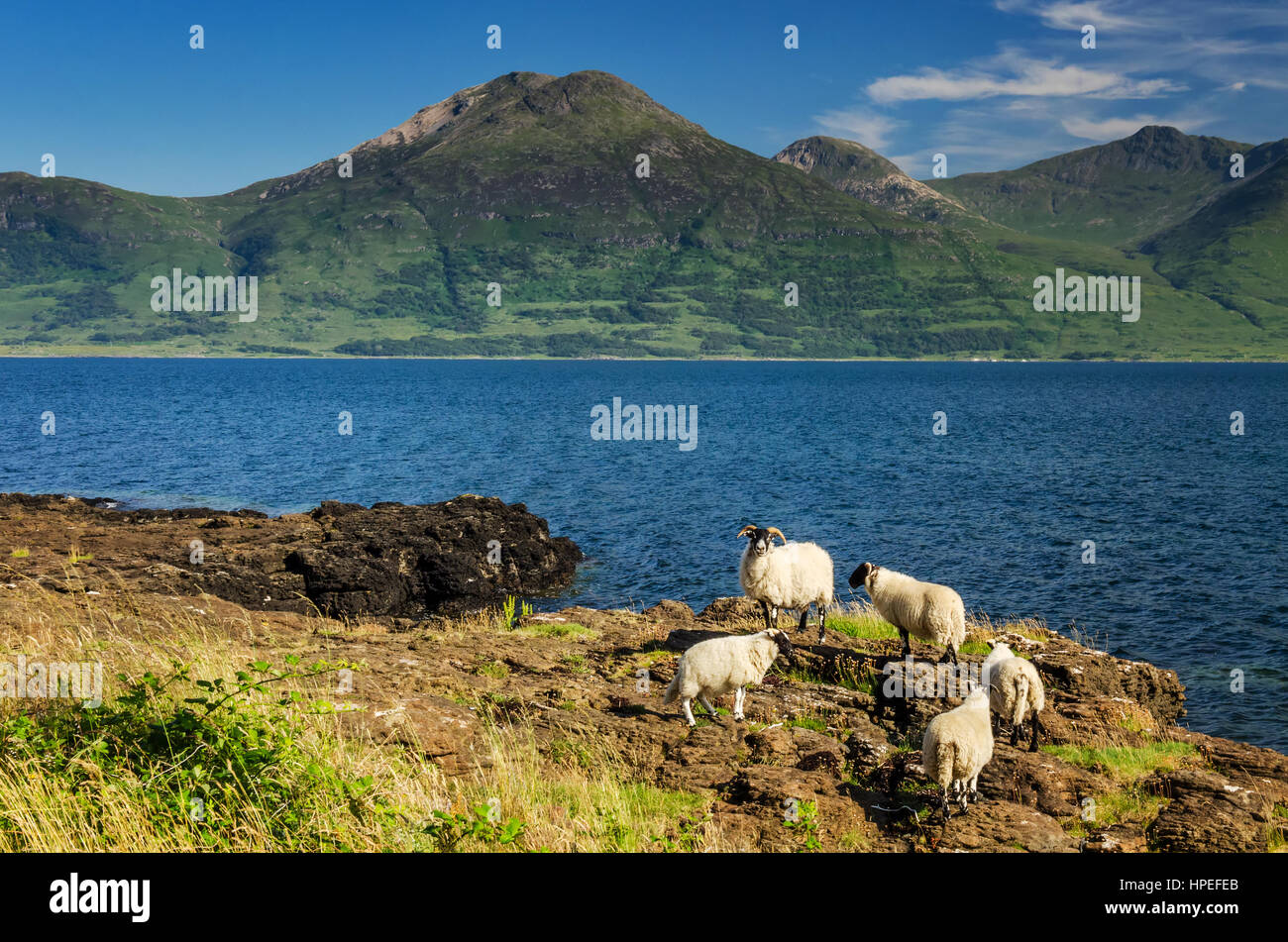Five Blackface scottish sheep on the grassy cliff of Loch na Keal, Isle ...