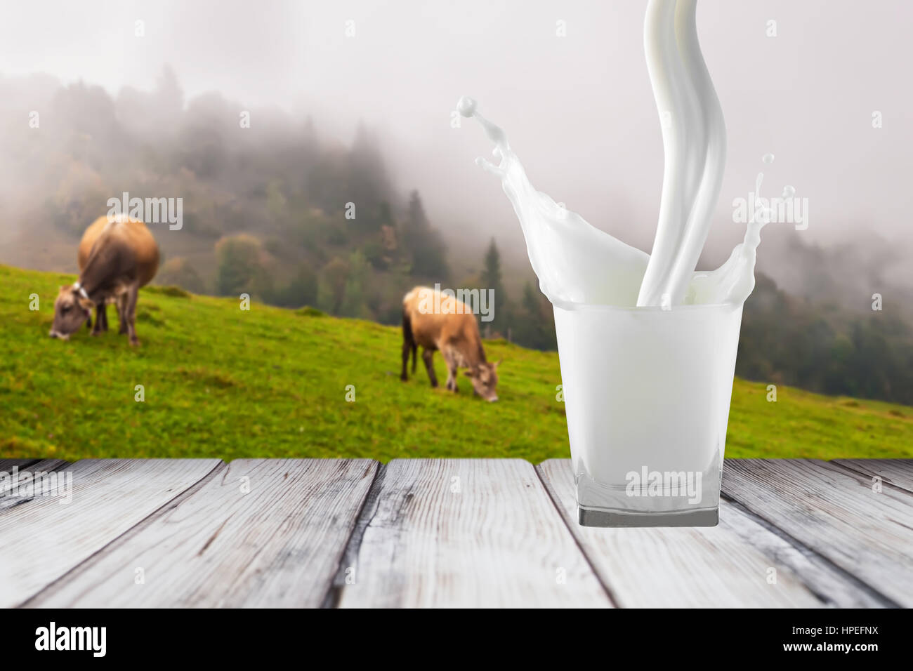 Milk splash in the glass in natural background with selective focus ...