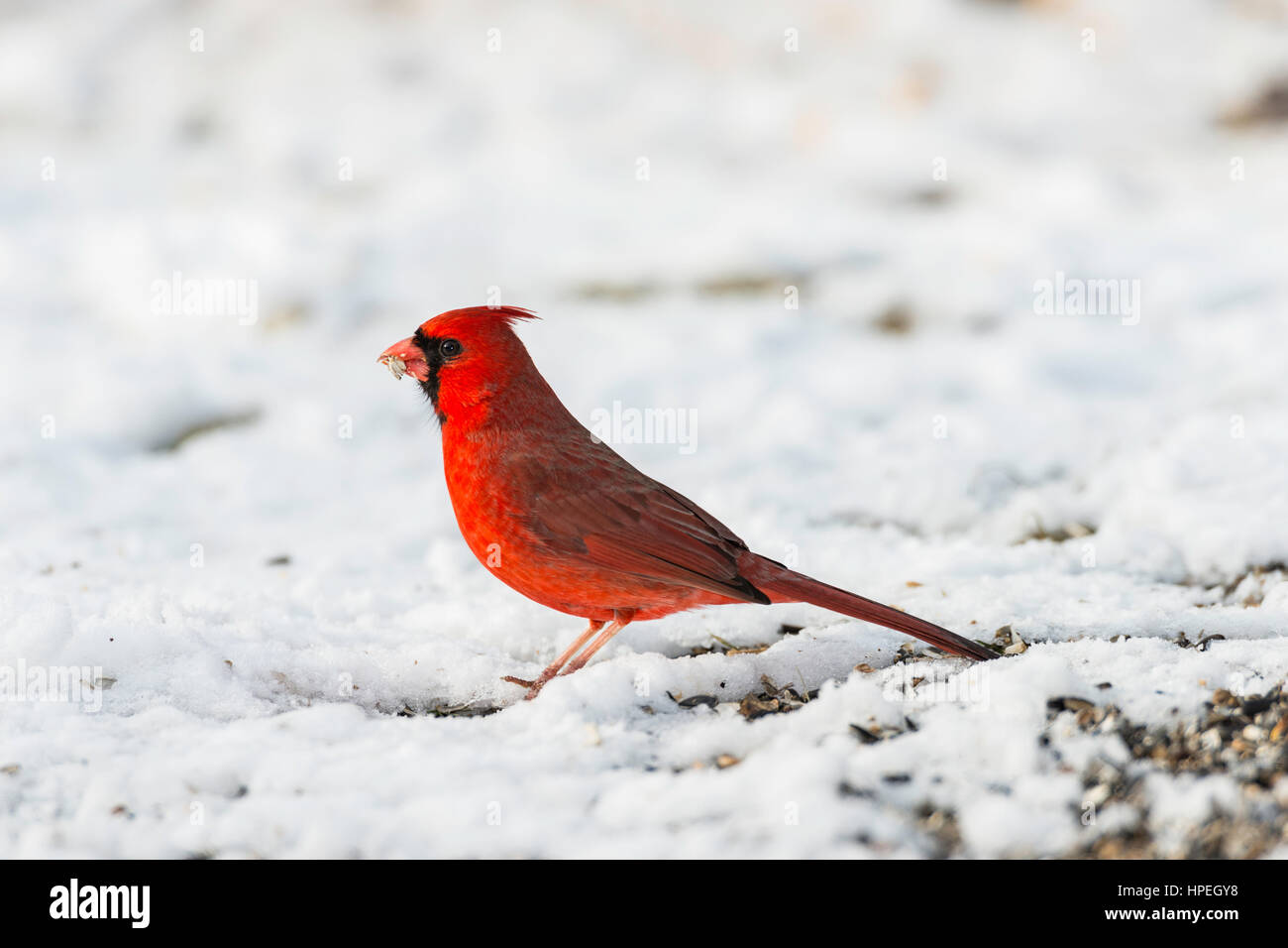 Red Cardinal Snow Stock Photos & Red Cardinal Snow Stock Images - Alamy