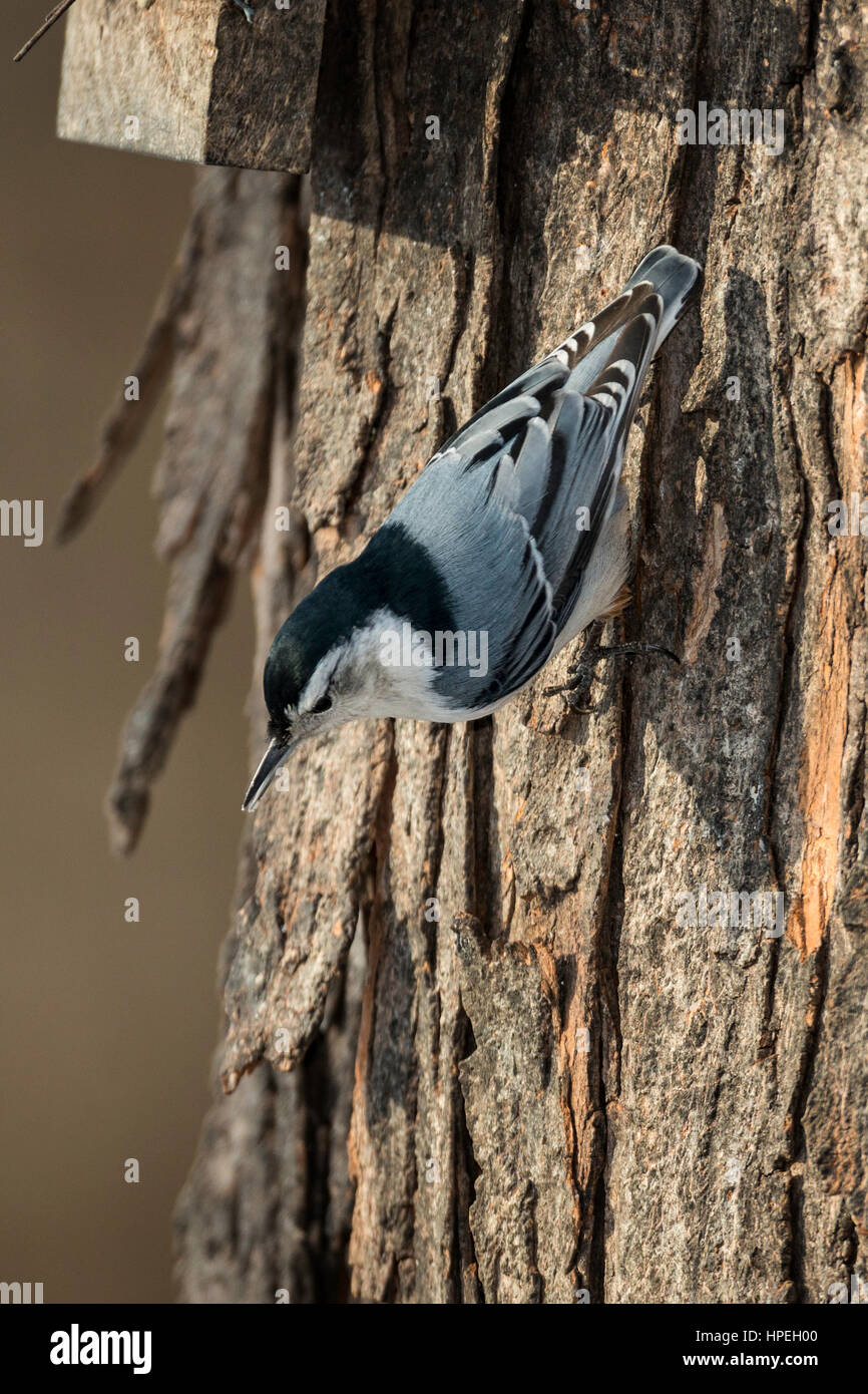 White-breasted Nuthatch clinging to tree trunk Stock Photo - Alamy