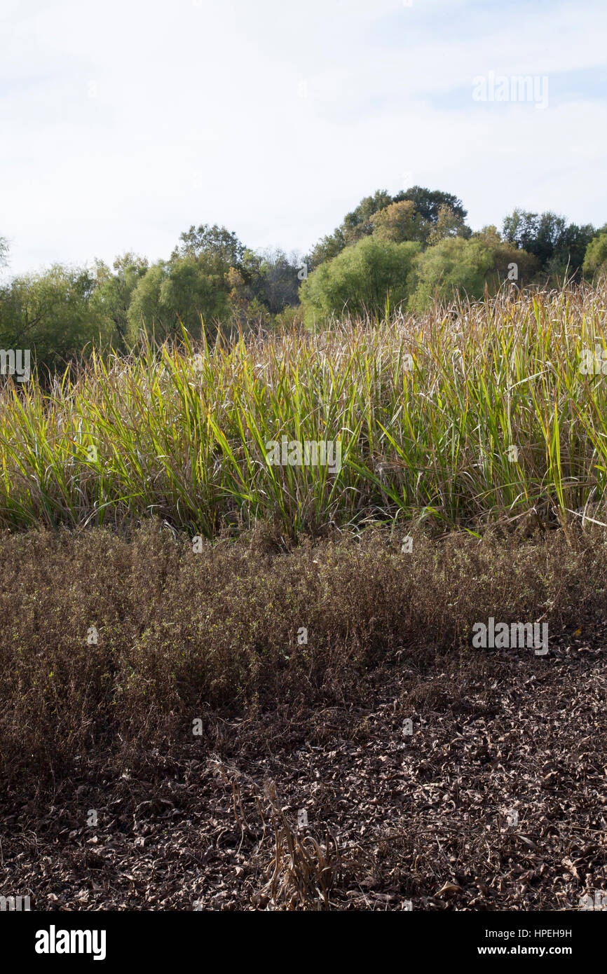 Grass growing at the edge of the swamp Stock Photo - Alamy