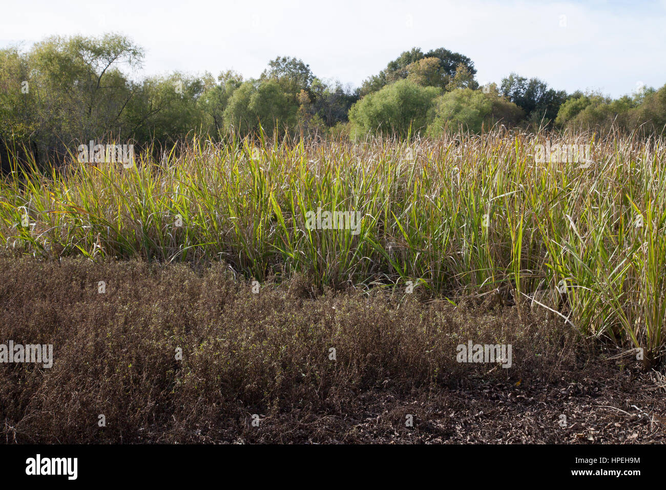 Grass growing at the edge of the swamp Stock Photo - Alamy