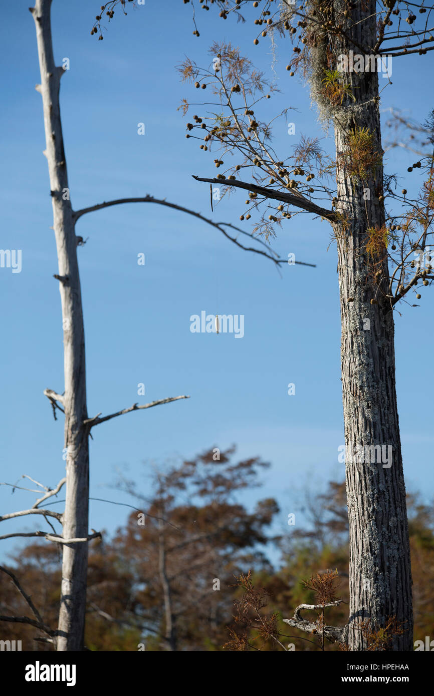 A fishing bobber hung in a tree branch Stock Photo - Alamy