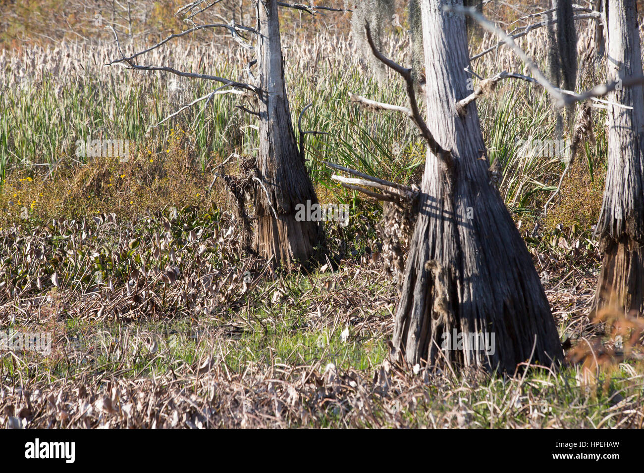 Close up of leafless trees in a swamp Stock Photo - Alamy
