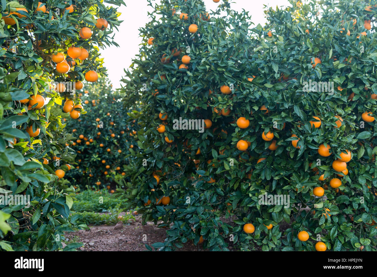 Cluster oranges tree hi-res stock photography and images - Alamy