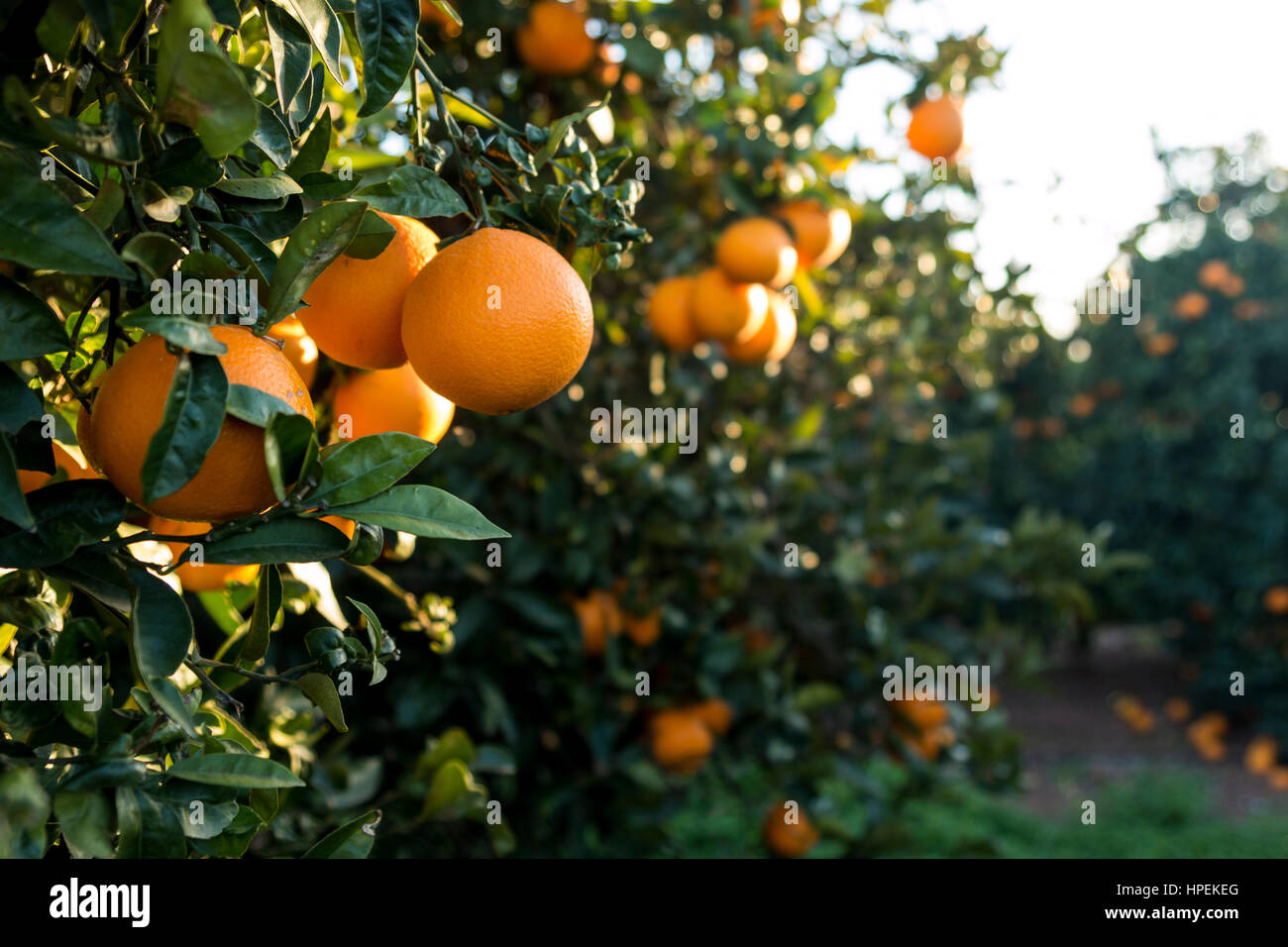 Cluster oranges tree hi-res stock photography and images - Alamy