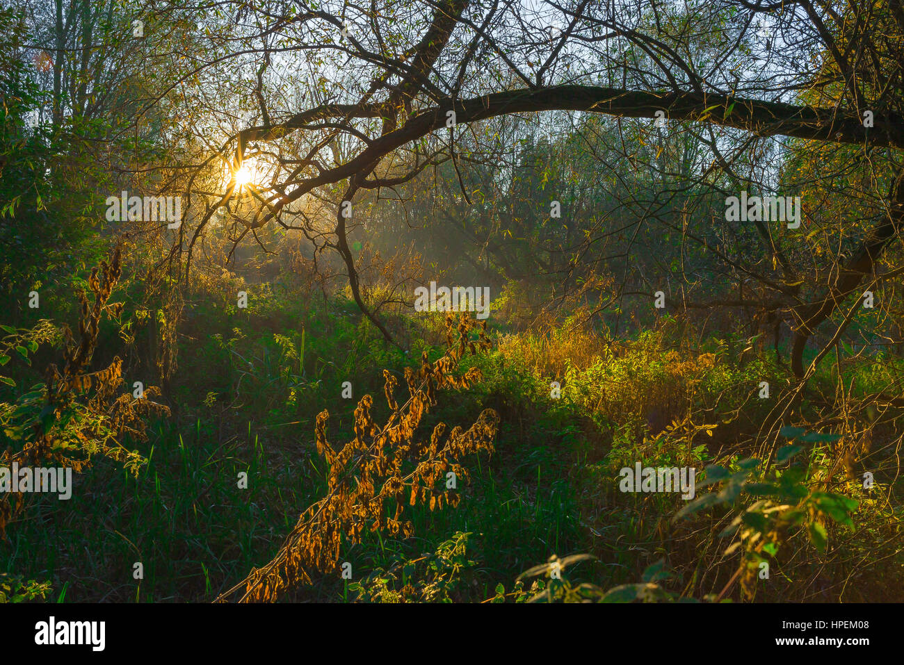 Rendlesham forest hi-res stock photography and images - Alamy