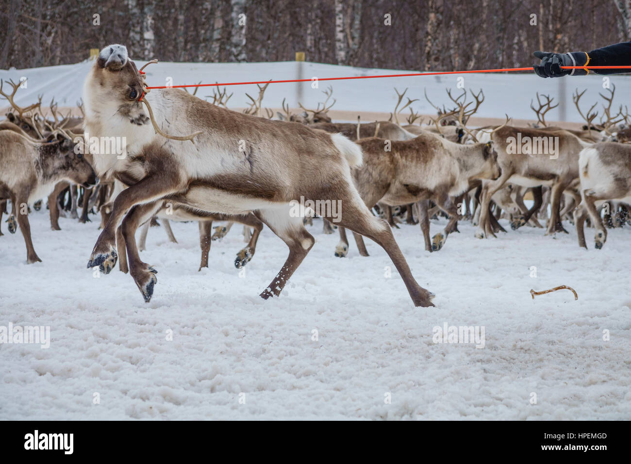 Reindeer herd, Reindeer herding, The Laponian Area, a World Heritage ...