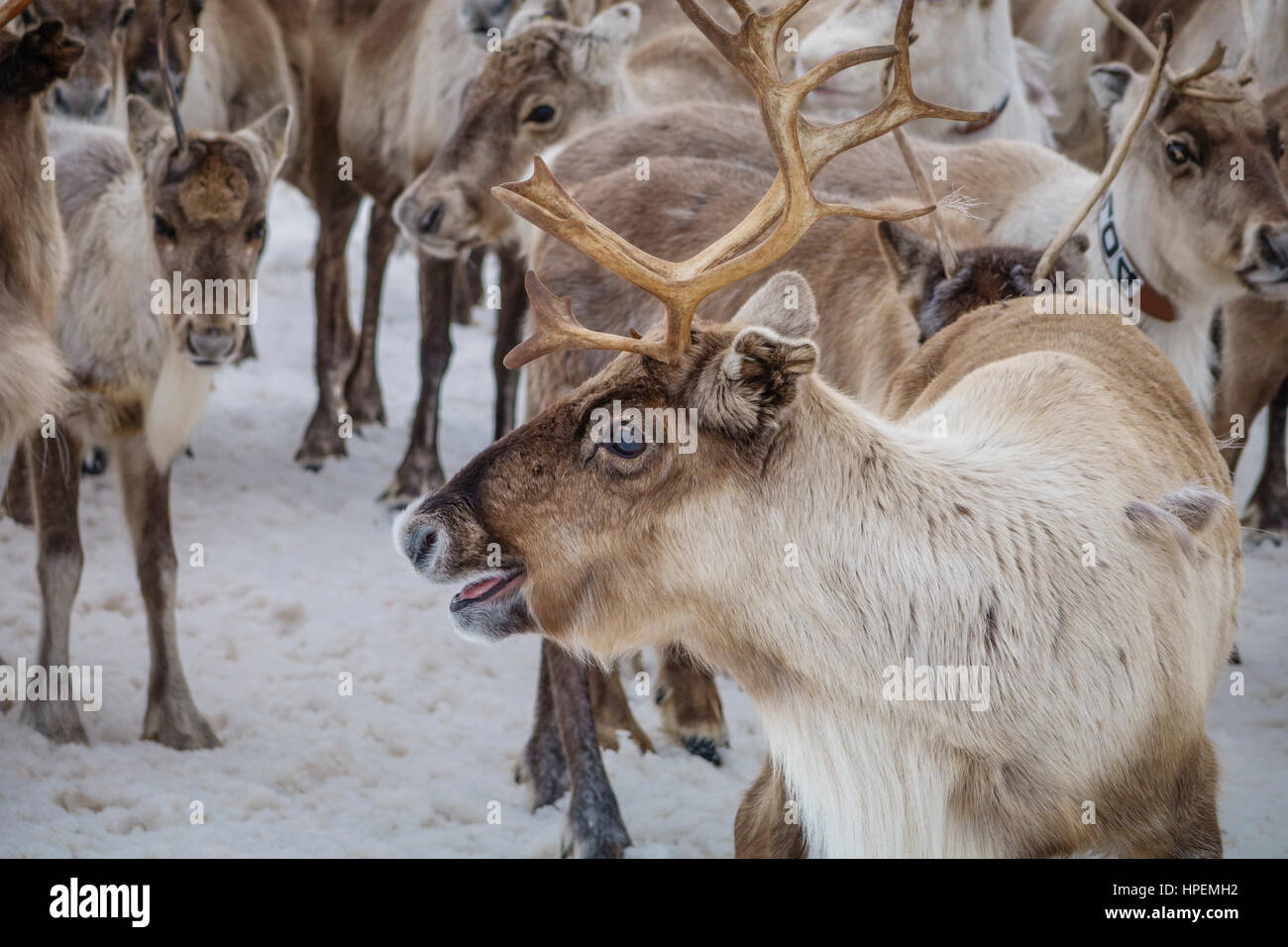Reindeer herd, Reindeer herding, The Laponian Area, a World Heritage ...