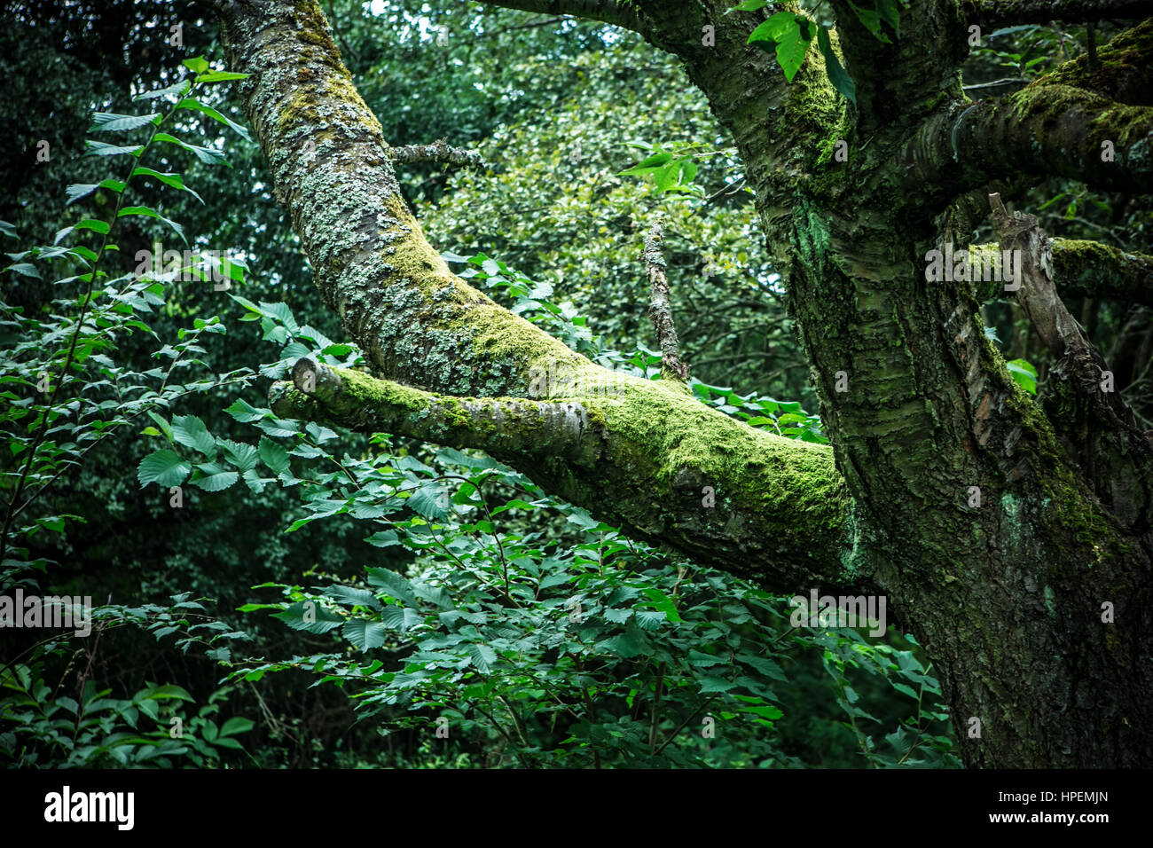 natural green deep jungle, big tree Stock Photo - Alamy