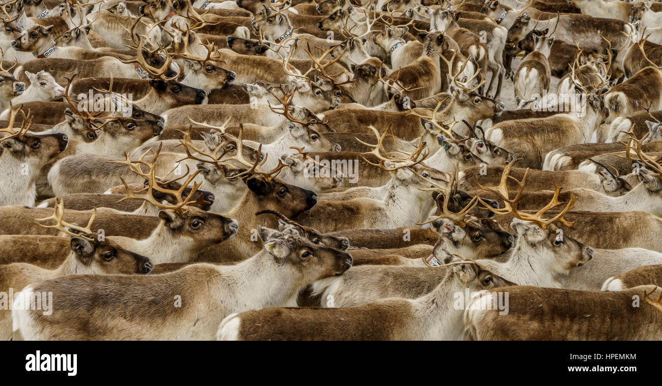 Reindeer herd, Reindeer herding, The Laponian Area, a World Heritage ...