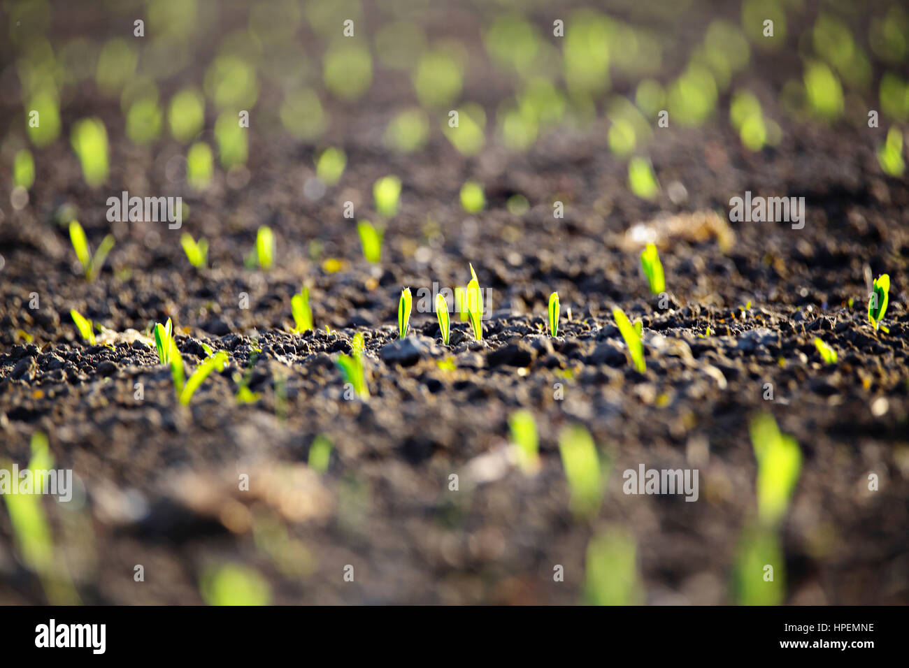 clsoe up of green corn sprout with selective focus Stock Photo - Alamy