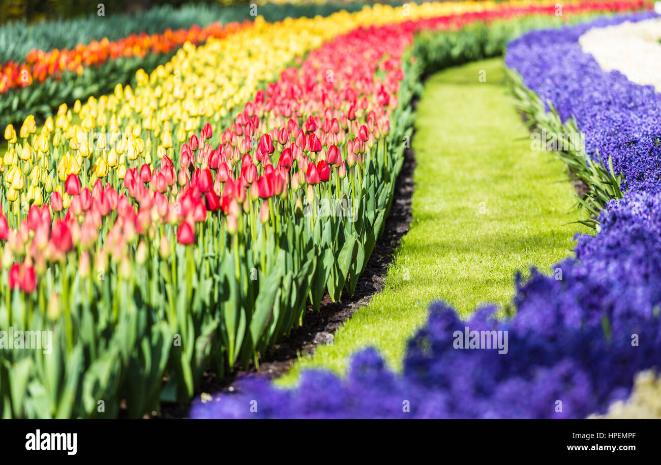 Lisse flowers hi-res stock photography and images - Alamy
