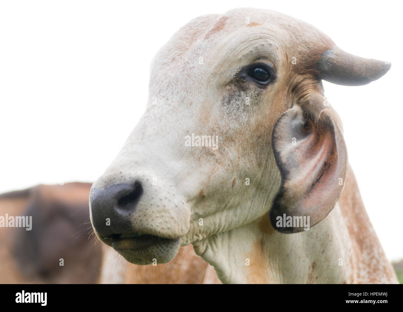 Posing cow hi-res stock photography and images - Alamy
