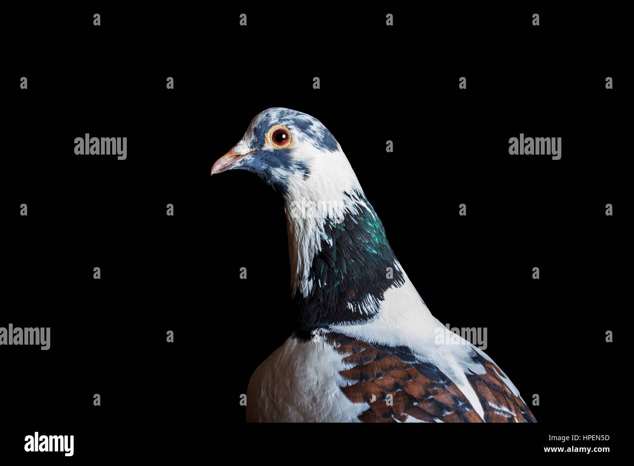 bird sacred in Islam on black background,dove ,colorful dove isolated ...