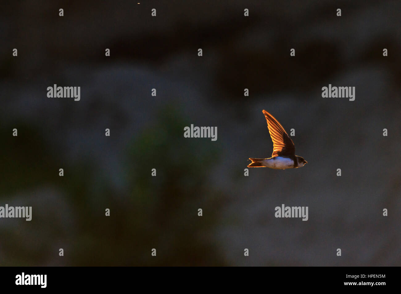 bird with golden wings flying Nat darkness,summer silhouette, backlight ...