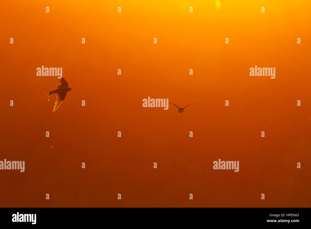 gold wings and dark silhouettes of birds,summer silhouette, backlight ...