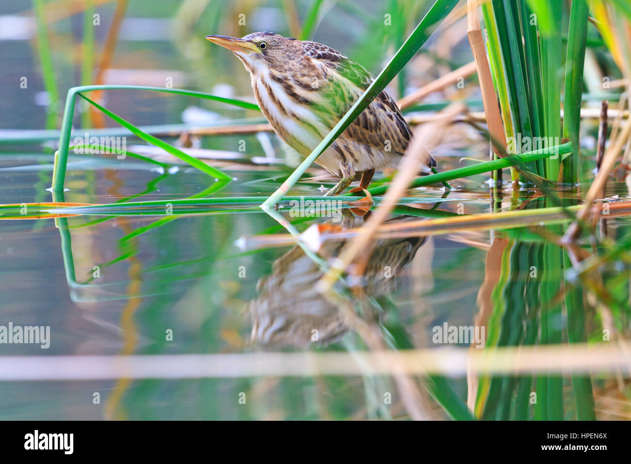 Little bittern young birds,waterbirds, rare bird, a bird with a long ...