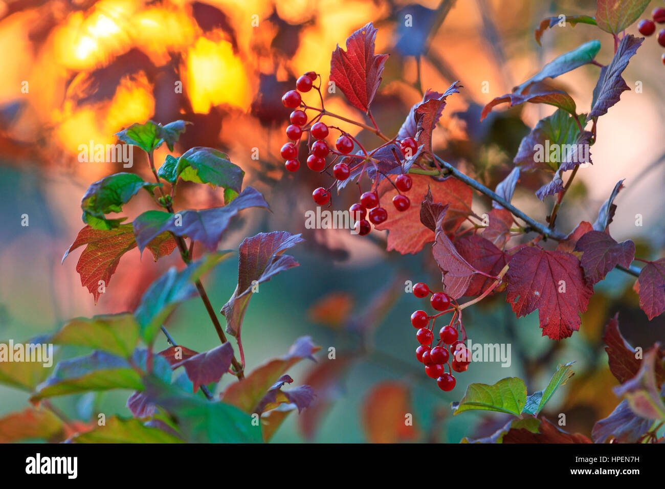 Viburnum garden border hi-res stock photography and images - Alamy
