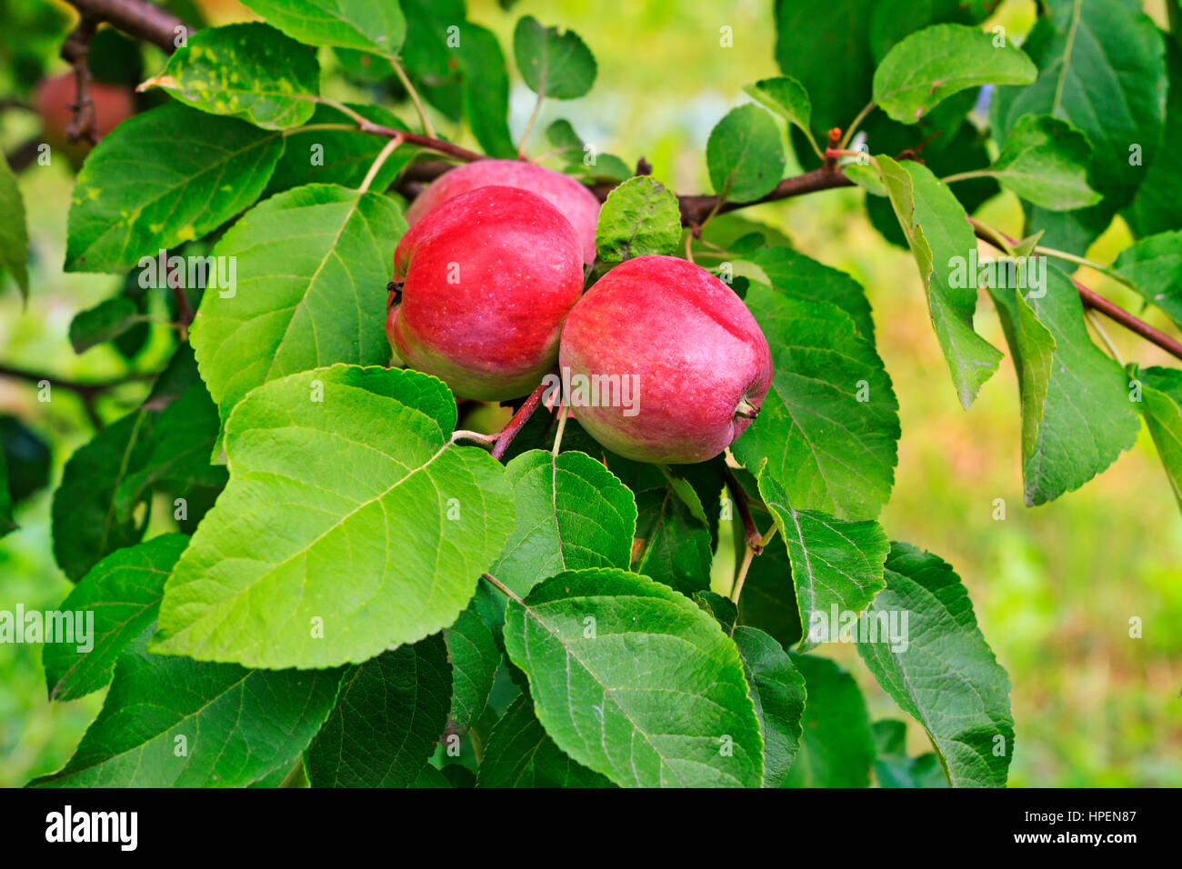 Two juicy red apple among green leaves,garden, home fruit, organic ...