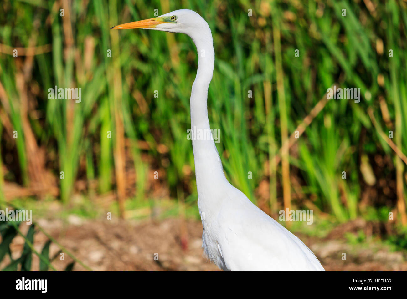 white bird with a long neck great white heron,long neck, yellow beak ...