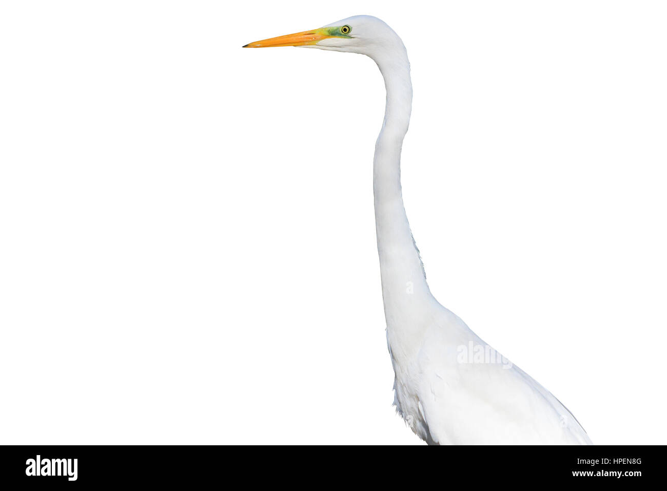 White long neck bird with yellow beak Cut Out Stock Images & Pictures ...
