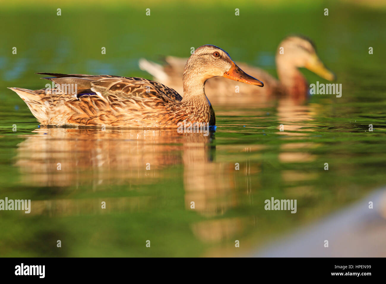 Wild Mallard in Forest Lake,hunting for ducks fed ducks, summer, autumn ...