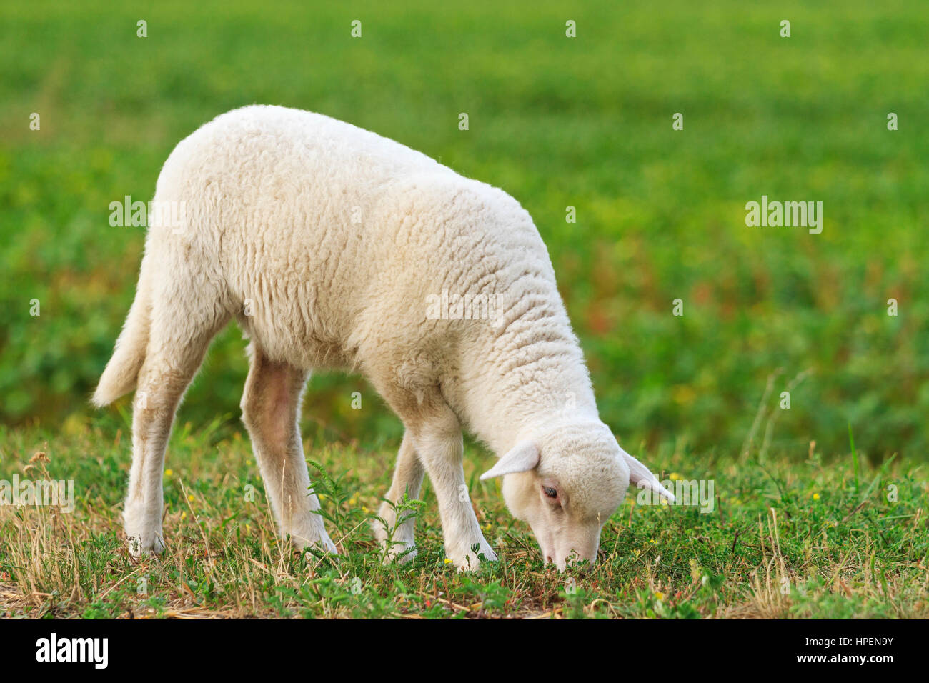 young little white lamb,wool, livestock, sheep summerbaby animal Stock ...