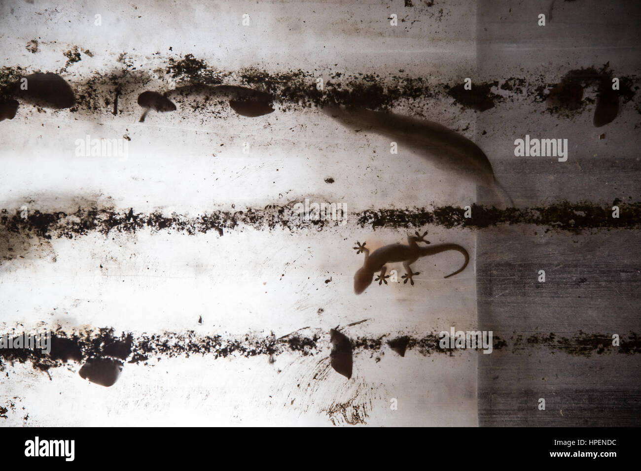 Gecko on dirty plastic roof Stock Photo - Alamy